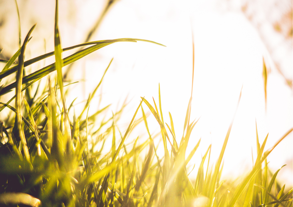 A Positive Spring Visualisation | Swara Yoga School A Positive Spring ...